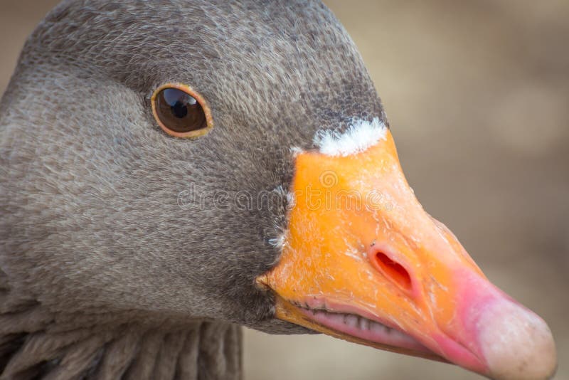 Goose head stock photo. Image of orange, leftn, goose - 93679210