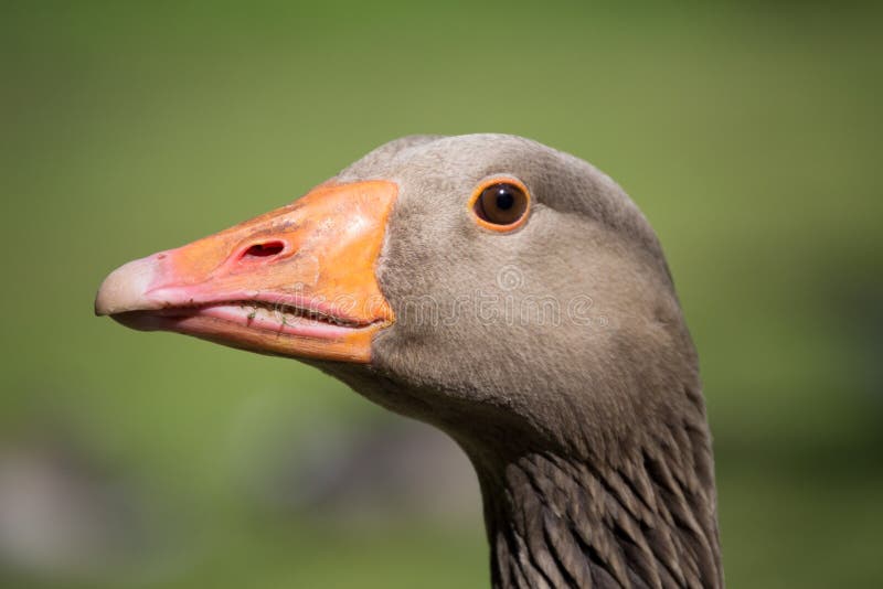 Farmyard Goose. head shot. stock photo. Image of safety - 99344708