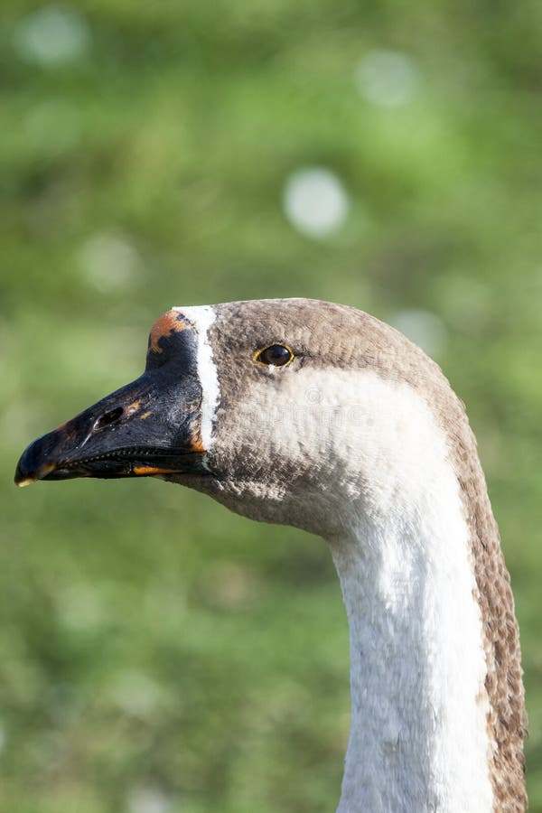 Goose head stock photo. Image of farm, beak, pasture - 85834246