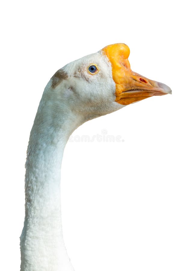 Goose Head Portrait in Front of Isolated Background Stock Photo - Image ...