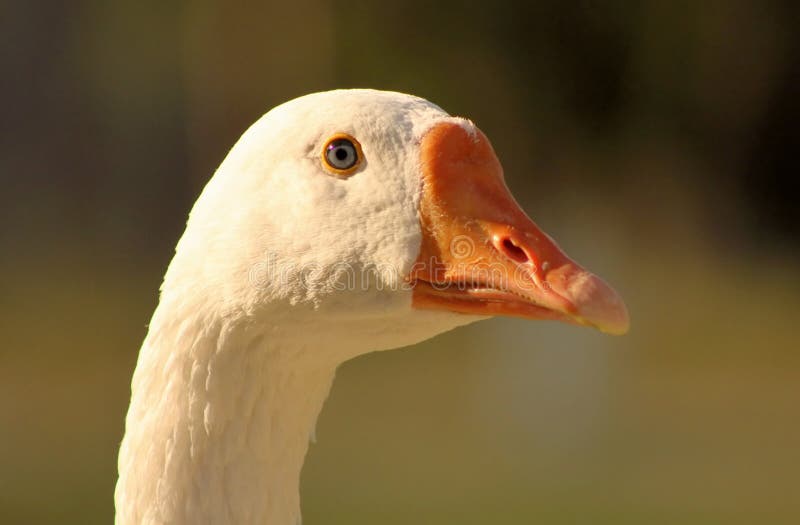 Striking Goose Head Open Beak Close-up Stock Image - Image of birds ...