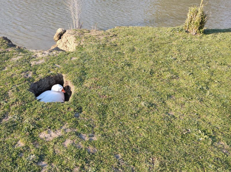 Goose in the Hole stock photo. Image of animal, park - 245325426