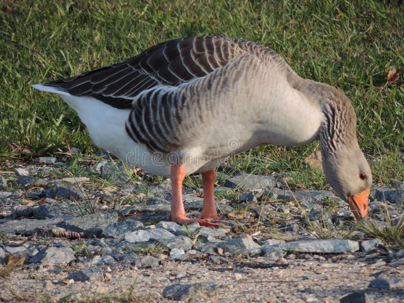 Goose Hunting for Insects on the Ground Stock Image - Image of bird ...