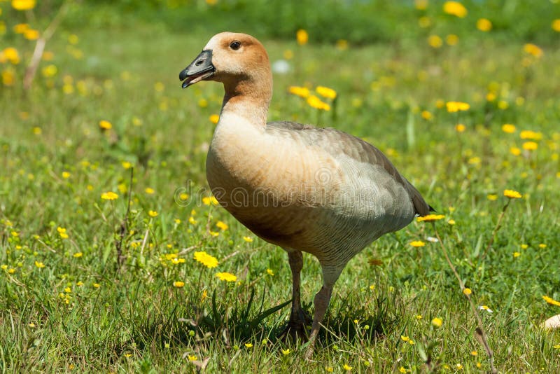 Goose hybrid in the wild stock image. Image of wild - 148361815
