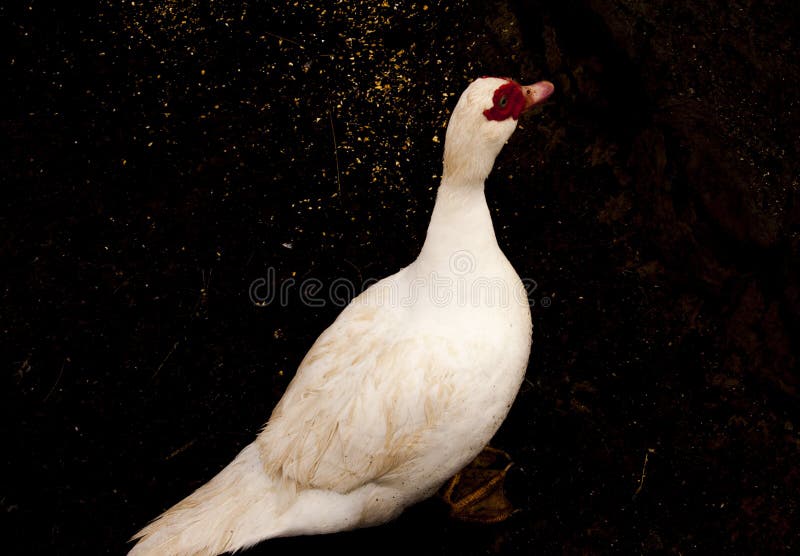 Goose stock image. Image of outdoors, portrait, animals - 55763473