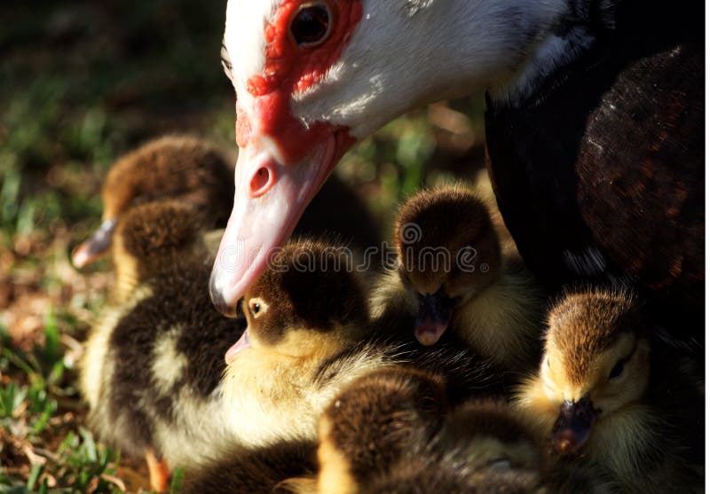 Goose with its young stock image. Image of cuteness - 145460621