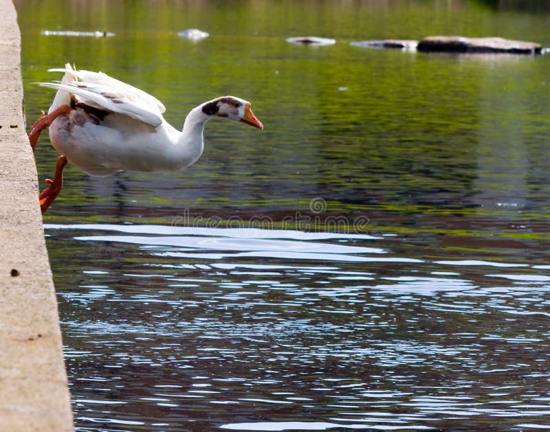 Goose stock photo. Image of canada, morph, sitting, natural - 6616970