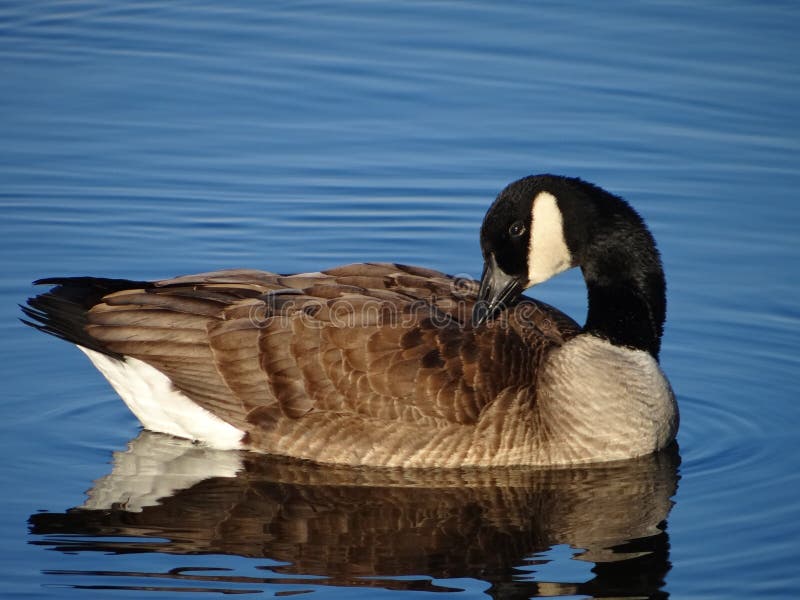 Goose Keeps His Head on the Back Stock Photo - Image of black, white ...