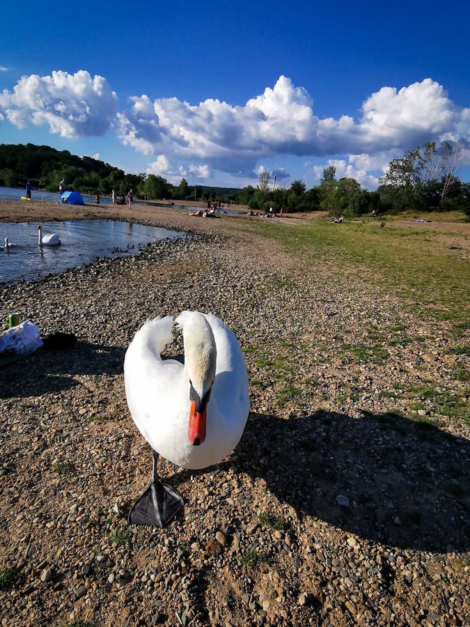 Goose in the lake stock photo. Image of holding, camera - 188413384