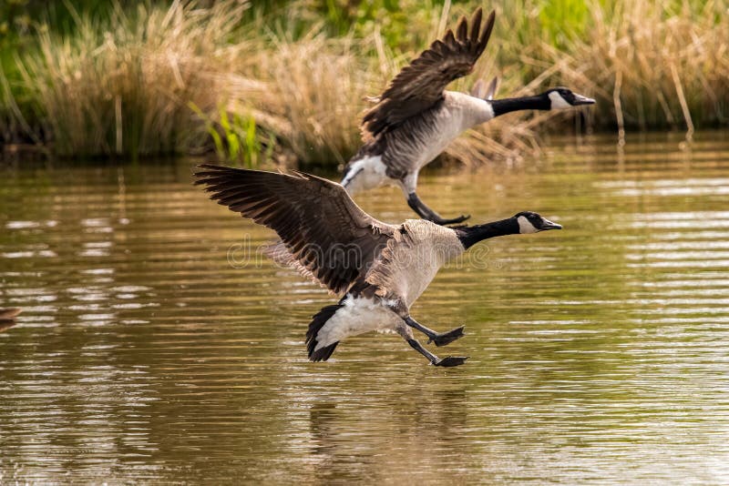 Goose landing solo stock image. Image of waterbird, bird - 266712297