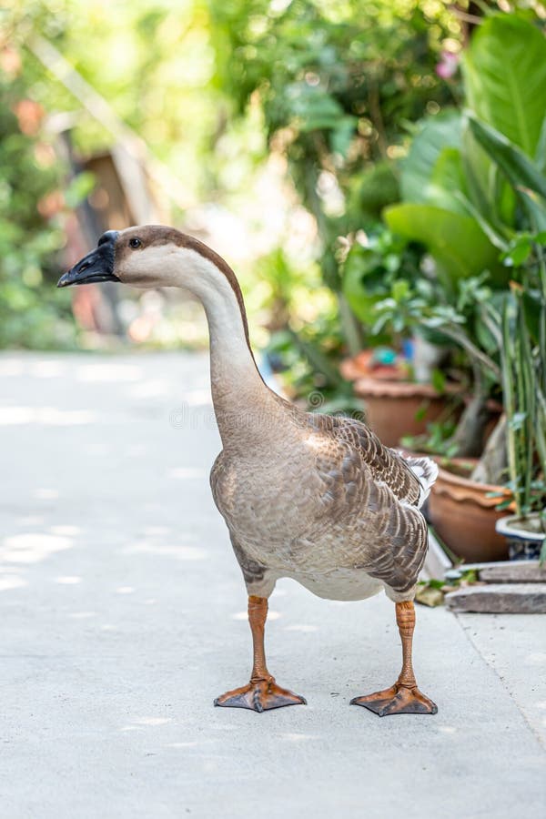 Goose legs standing stock photo. Image of gravy, funny - 214266972