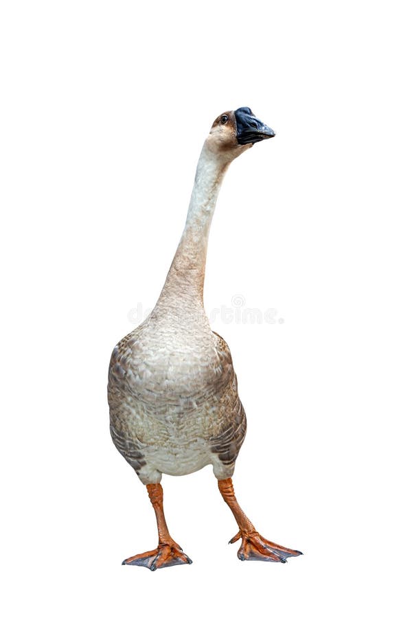 Goose legs standing stock image. Image of live, duckling - 214266975