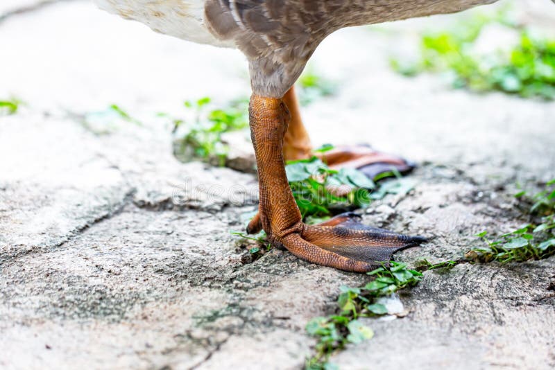 Goose legs standing stock image. Image of ground, holiday - 214266367