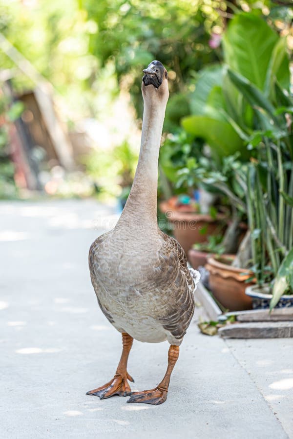 Goose legs standing stock image. Image of ground, gourmet - 214266973