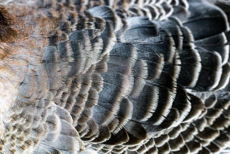 Goose legs standing stock image. Image of goose, legs - 214267001