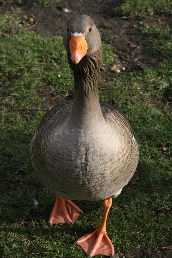 Goose in London park stock photo. Image of wild, wildlife - 11163042