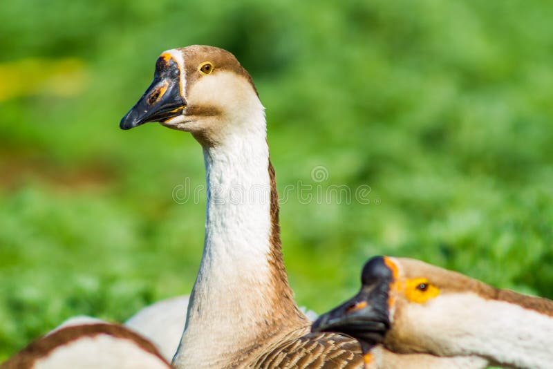 A Goose with a Long Neck Stands Against a Greenery in a Flock Stock ...