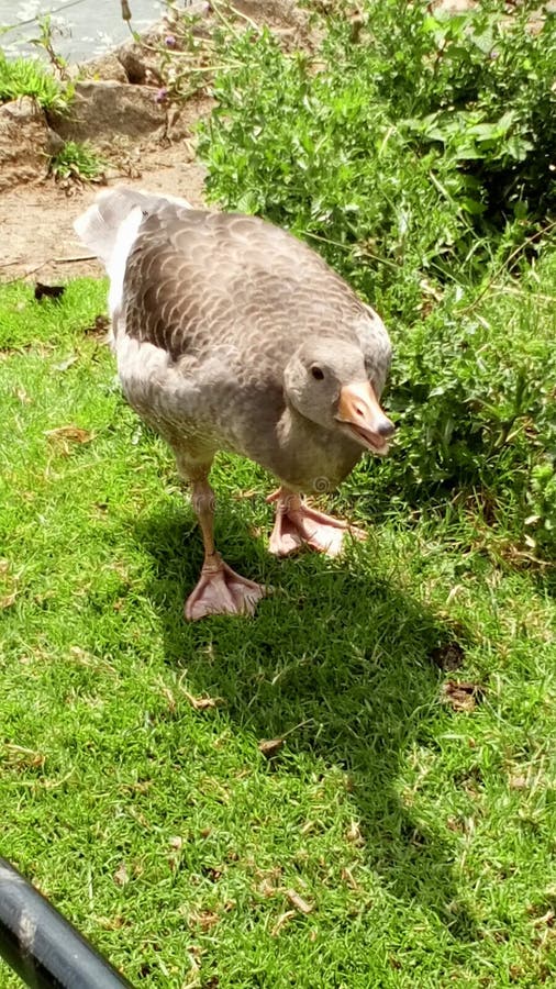Goose on look out stock image. Image of swan, waterfowl - 184186671