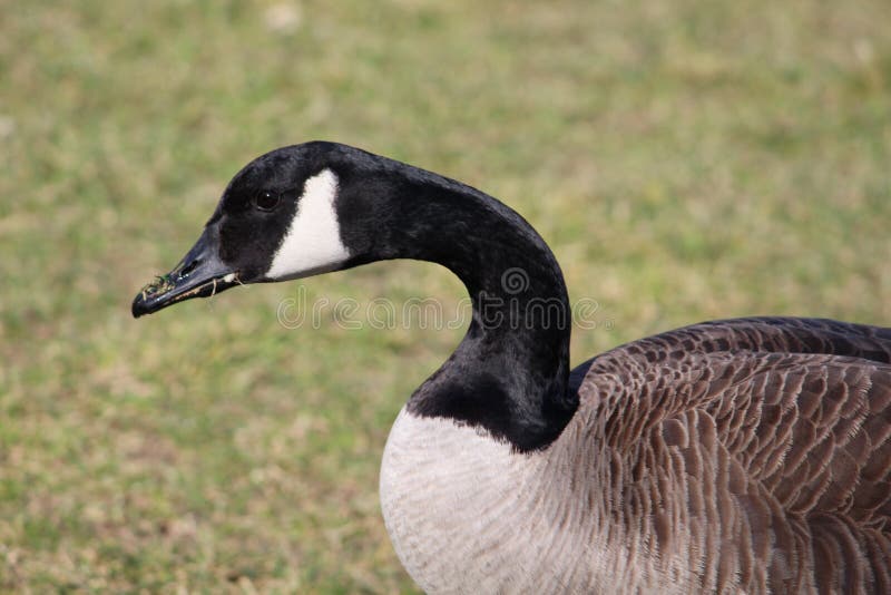 Goose looking in anxiety stock image. Image of single - 83496271