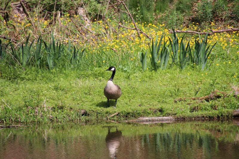 Goose looking around stock photo. Image of bird, wetland - 246825274