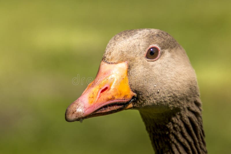 Goose Looking in Camera, Close Up Photo. Blurry Background Stock Image ...