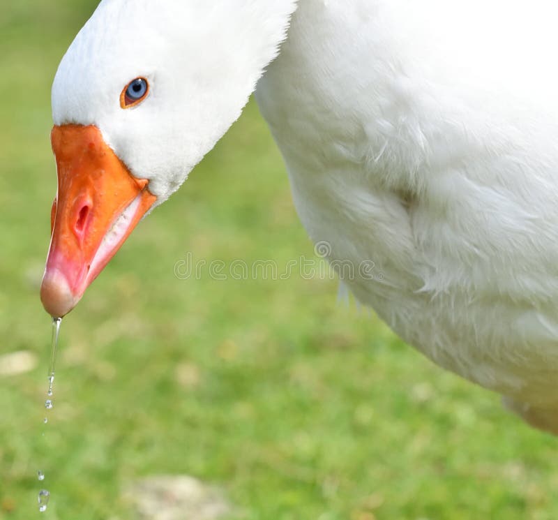 Goose Looking into the Camera Stock Photo - Image of domesticus, animal ...