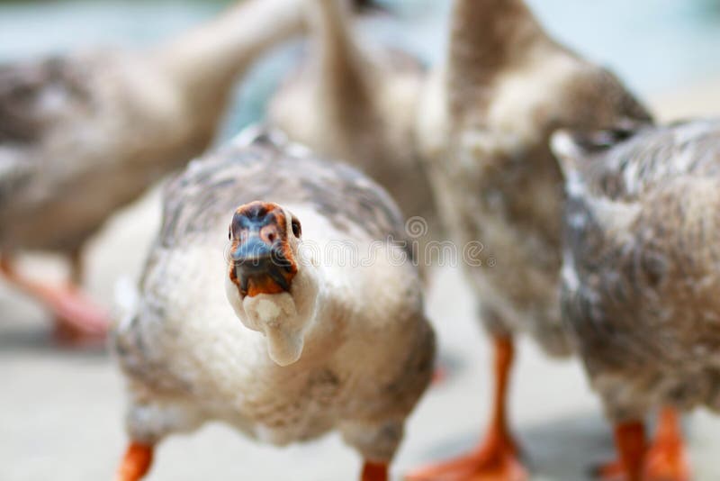 A goose looking at camera stock image. Image of colorful - 176972279