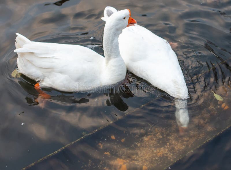Goose is Looking for Food Underwater Stock Photo - Image of swim ...