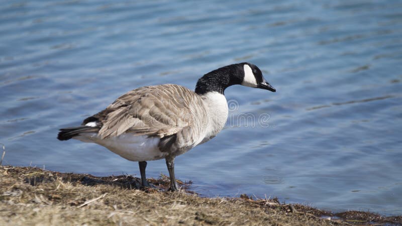 Goose looking into lake stock image. Image of migration - 67018893