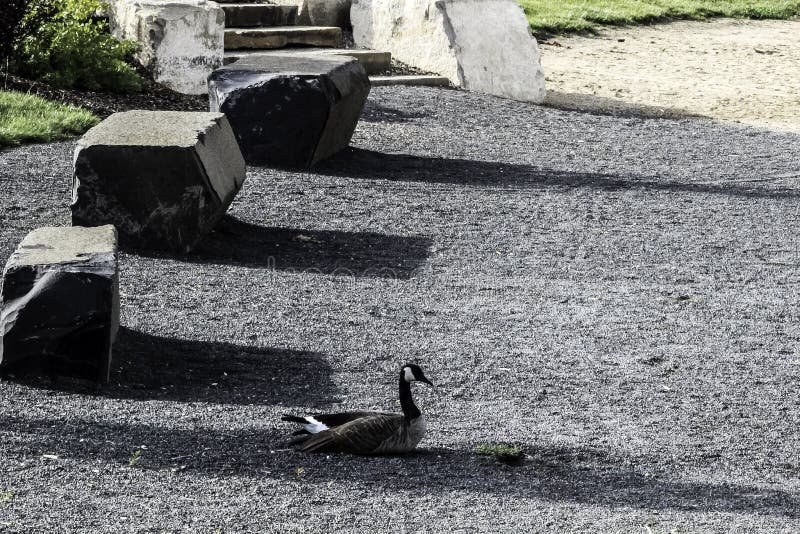Goose on the Loose stock photo. Image of boise, goose - 100373742