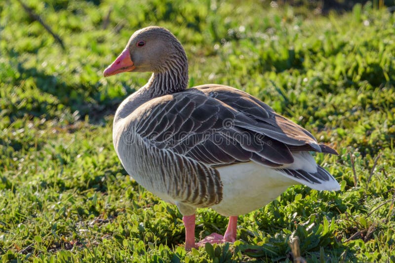 Goose on Lush Green Grass stock image. Image of beak - 360086533