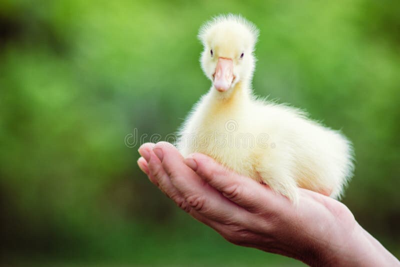 Goose in a man s hand stock photo. Image of little, agriculture - 73208166