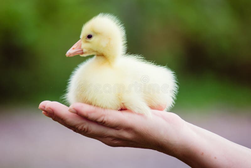 Goose in a man s hand stock photo. Image of cute, duckling - 73208244
