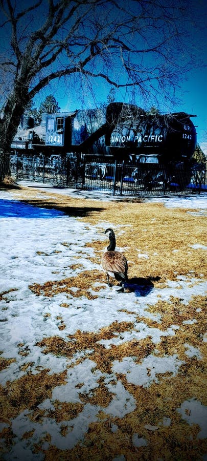 Goose Marching in the Snow by an Antique Train Stock Image - Image of ...