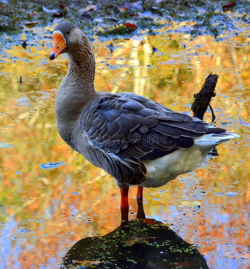 Goose me stock image. Image of bird, farm, migration - 39791969