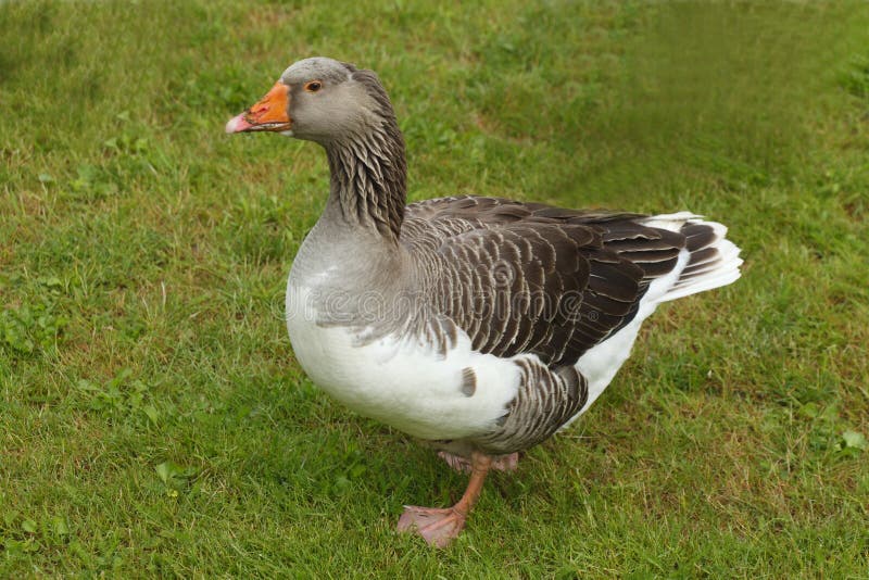 Goose stock image. Image of grass, animal, goose, meadow - 77350309