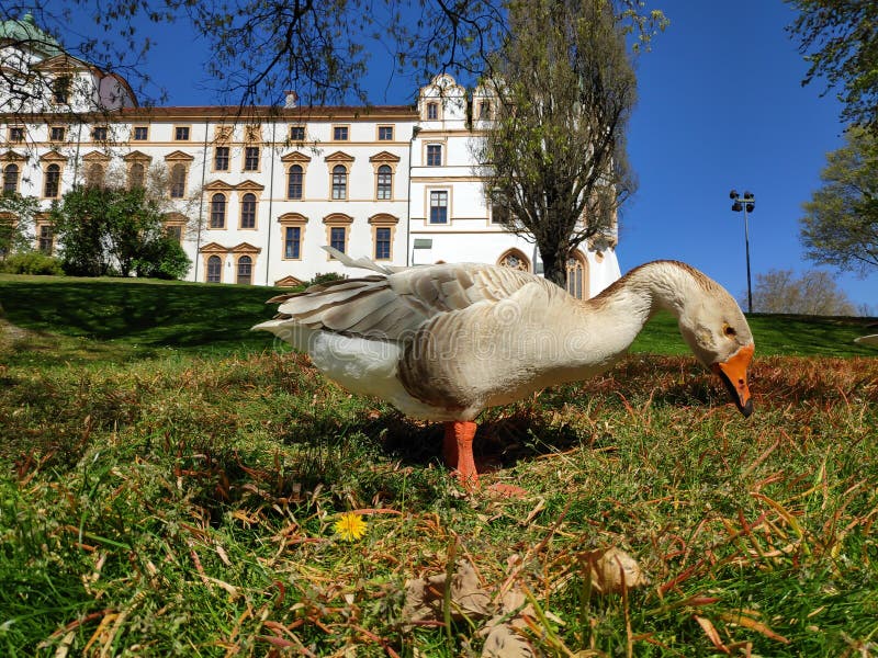 Goose on the Meadow Surrounding Celle Castle Stock Photo - Image of ...
