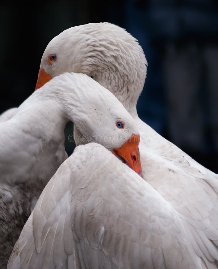 Goose misunderstanding stock photo. Image of communication - 49920126