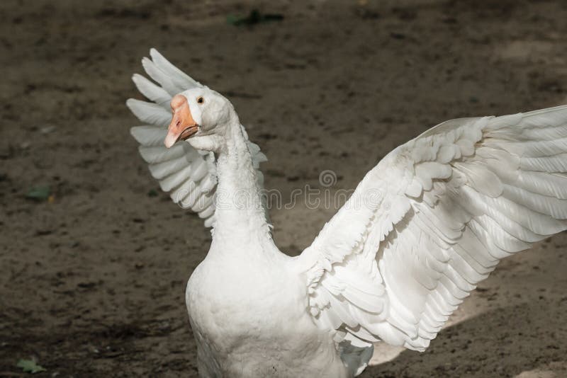 124 White Goose Open Wings Photos - Free & Royalty-Free Stock Photos ...