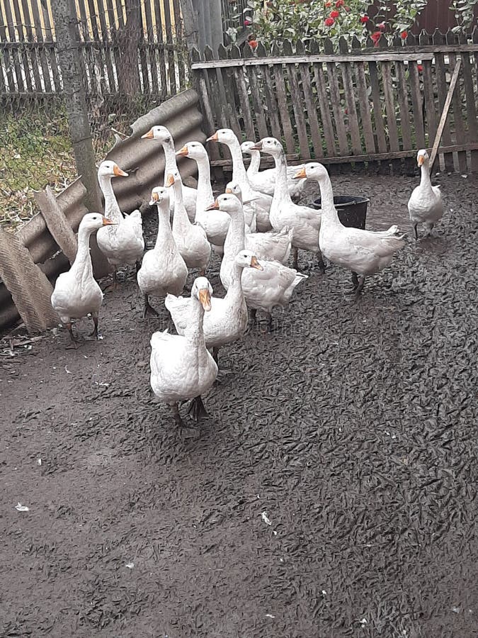 Goose, Nature, Rural, Mud, Birds Stock Image - Image of rural, birds ...