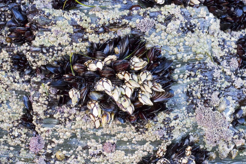 Goose neck barnacles stock image. Image of food, bivalve - 170752015
