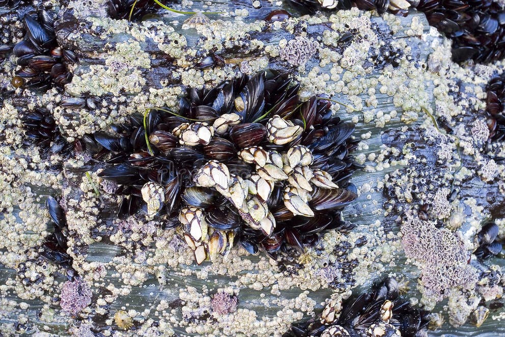 Goose neck barnacles stock image. Image of food, bivalve - 170752015