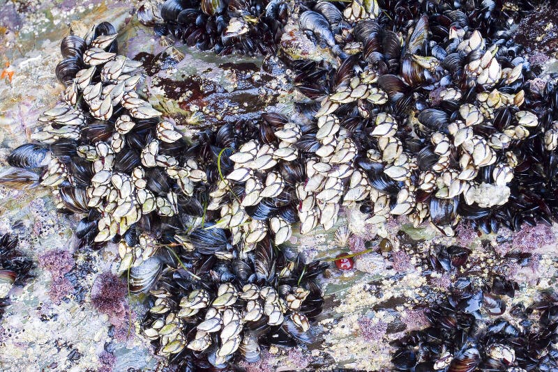 Goose neck barnacles stock photo. Image of crustacean - 170753032