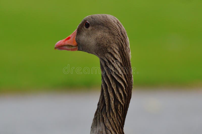 Goose neck stock image. Image of farming, animal, nature - 82988301