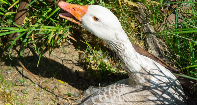 Goose on Nest on Edge of Field with Beak Open Stock Photo - Image of ...