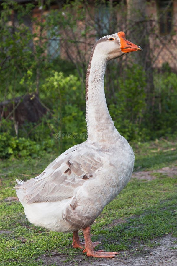 Goose stock image. Image of fauna, geese, claws, feathering - 13461199