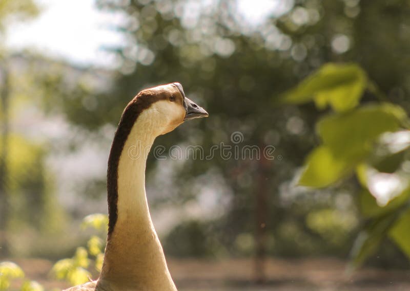 Goose one stock photo. Image of anatidae, rural, birds - 45138796