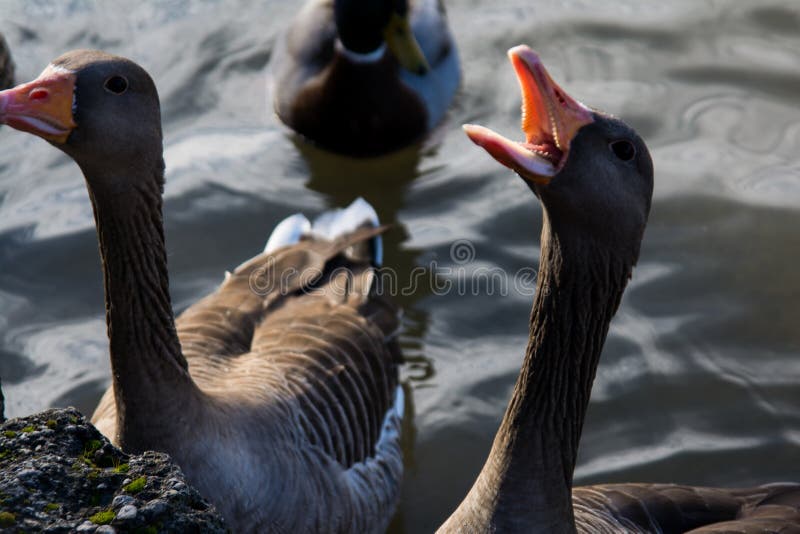 Goose with Open Mouth in Water Stock Image - Image of eating ...