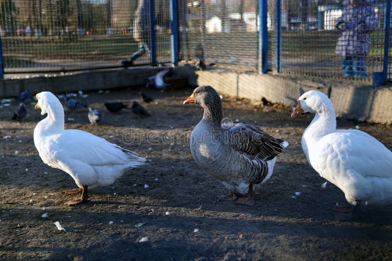 Goose in Open Pen in the Park Stock Image - Image of feathers, goose ...