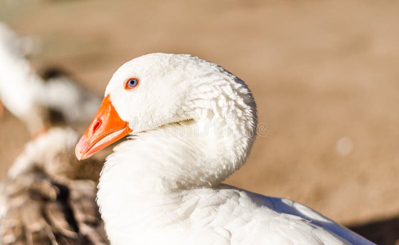 Goose with an Orange Beak Looking at the Camera Stock Photo - Image of ...